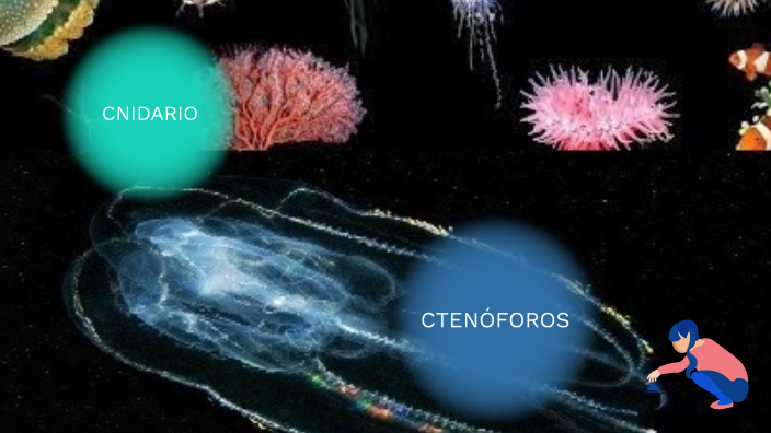 Cnidarios- Ctenóforos by Yamila Perez on Prezi