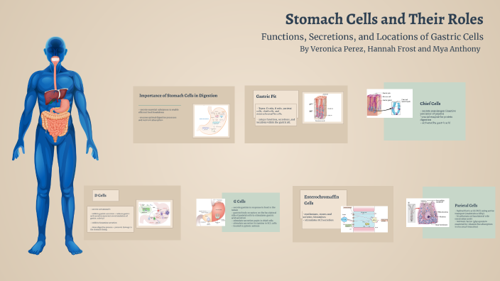 Stomach Cells and their Roles by Mya Anthony on Prezi