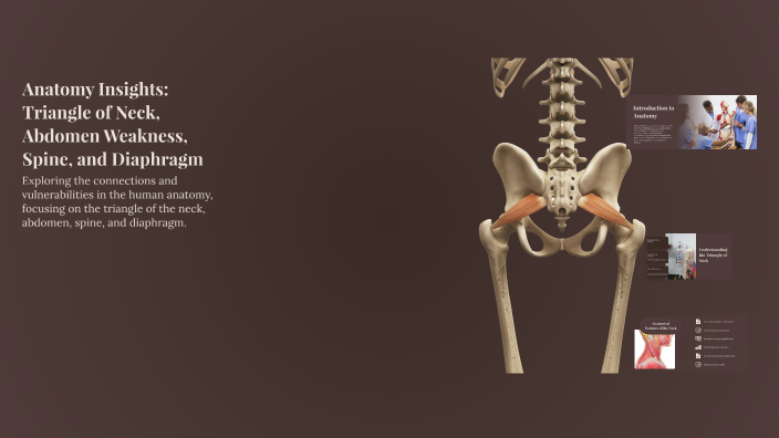 Anatomy Insights: Triangle of Neck, Abdomen Weakness, Spine, and ...