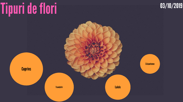 Tipuri de flori by Raluca Raluca on Prezi