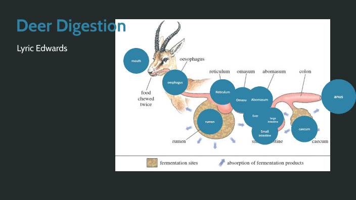 ruminant diagram of a deer by Lyric Edwards on Prezi