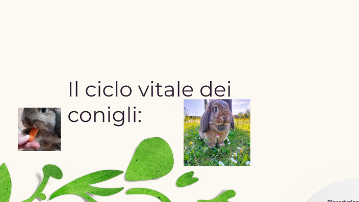 Il ciclo vitale di un coniglio by azzurra allushaj on Prezi