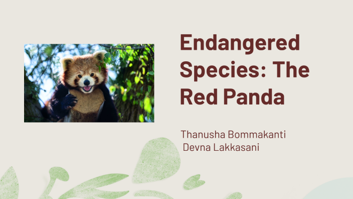 Endangered Species: The Red Panda by Thanusha Bommakanti on Prezi