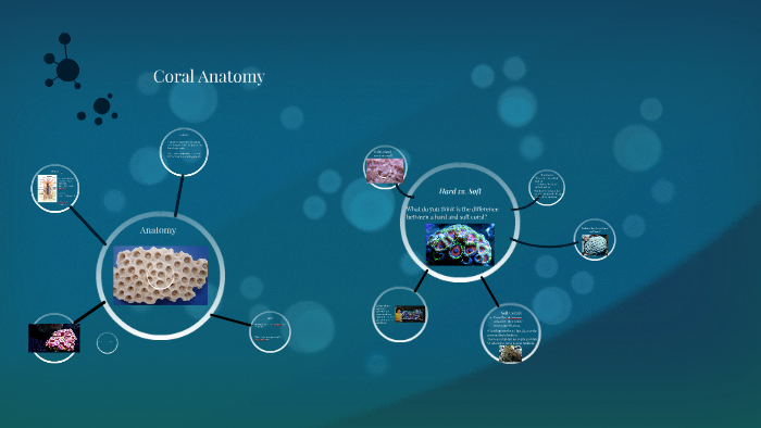 Coral Reef Anatomy Presentation by Chris Ram on Prezi