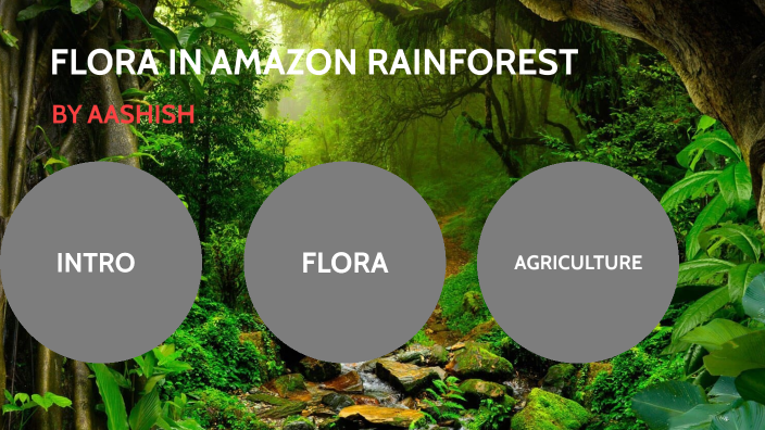 FLORA IN AMAZON RAINFOREST by Krillin Winnin on Prezi
