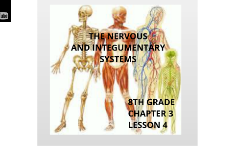 NERVOUS AND INTEGUMENTARY SYSTEM by Jeff Vickers on Prezi