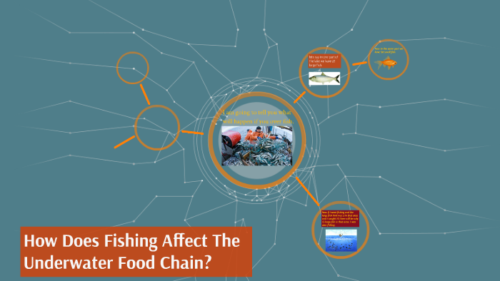 How Does Fishing Affect The Underwater Food Chain? by Cole Julseth on Prezi