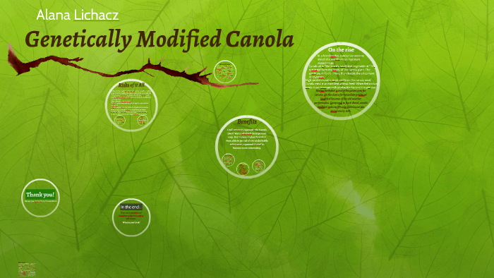 Genetically Modified Canola by Alana Warner on Prezi