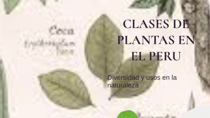 Plantas del Perú by erika lope on Prezi