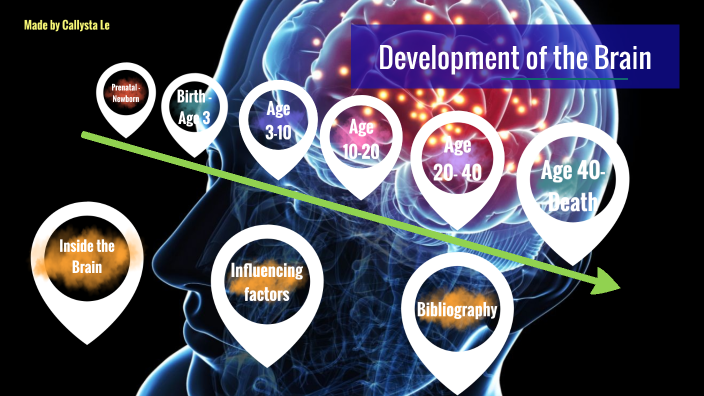 Development of the brain by Callysta Le on Prezi