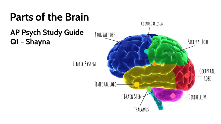 Parts of the Brain by Shayna Klein on Prezi