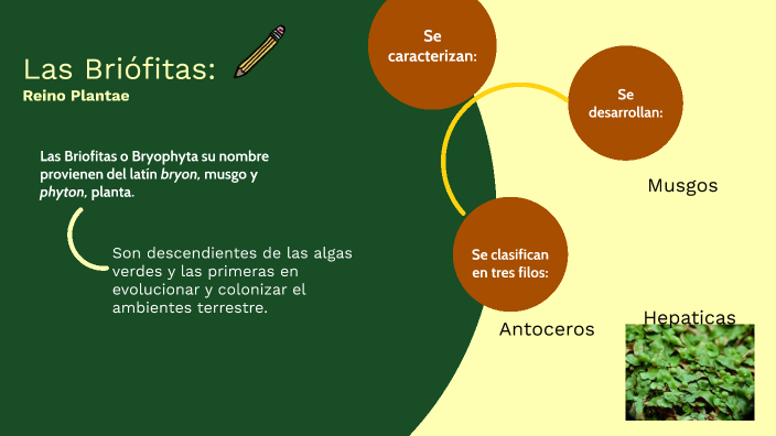 Las Briófitas by Saira Elias on Prezi