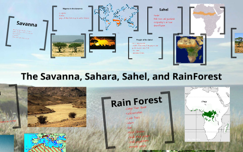 Savanna, Sahel, Sahara, and Rainforest by Sarah Federspiel on Prezi