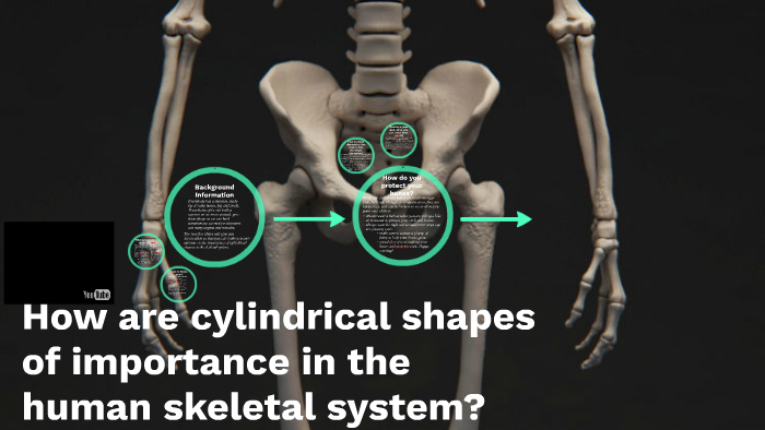 How are cylindrical shapes of importance in the human skelet by Amy D ...