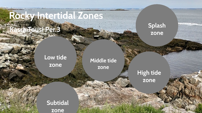 Rocky Intertidal Zones by Kasra Tousi on Prezi