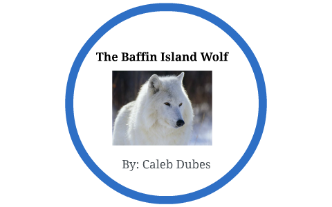 The Baffin Island Wolf by caleb badger on Prezi