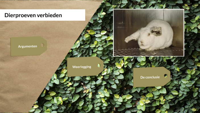 Dierproeven by Tara on Prezi