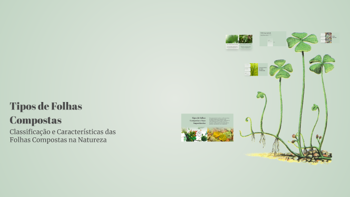 Tipos de Folhas Compostas by Arthur Henrique on Prezi