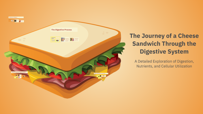 The Journey of a Cheese Sandwich Through the Digestive System by leah ...
