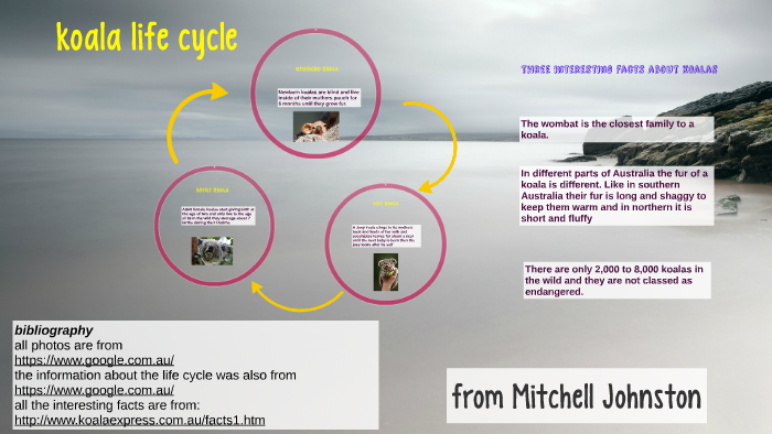 koala life cycle by Mitch Johnston on Prezi