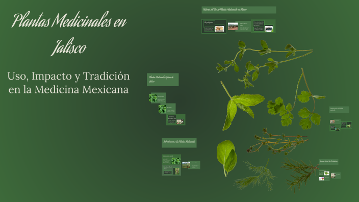 Plantas Medicinales en Jalisco by Valeria Iñiguez on Prezi