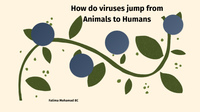 How do Viruses Jump from Animals to Humans? by fatima almazrouie on Prezi