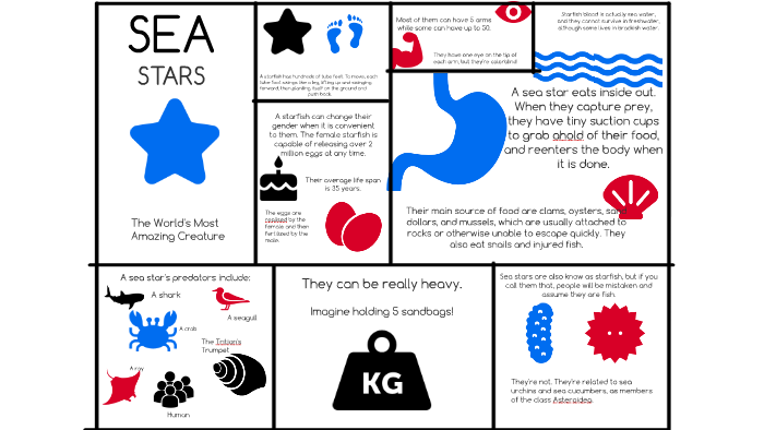 Sea Stars-The Infographic by Julia Yang on Prezi