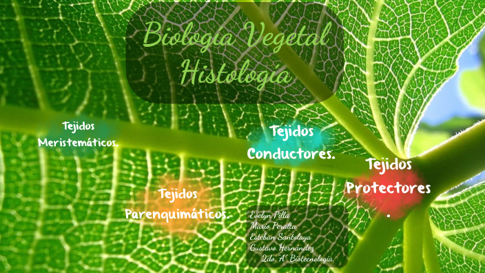 Histología Vegetal - Atlas Interactivo by Gustavo Hernández on Prezi