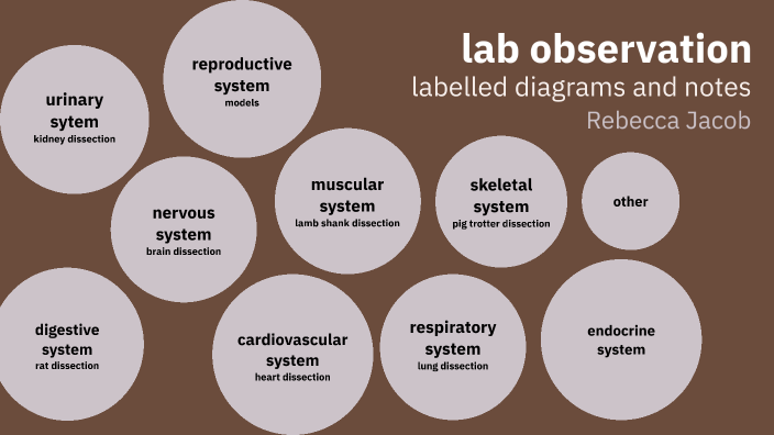 lab observation by Rebecca Jacob on Prezi