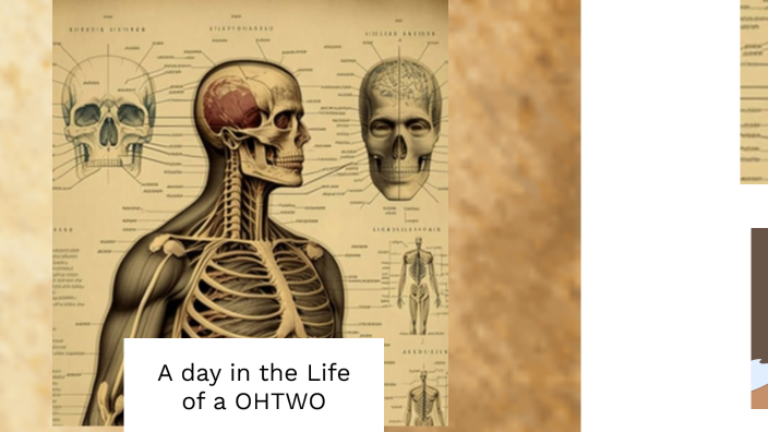 human body by Mimi Al-Ani on Prezi
