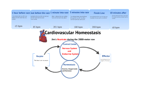 Homeostasis Infographic (Cardiovasdcular) by Alan Rios on Prezi