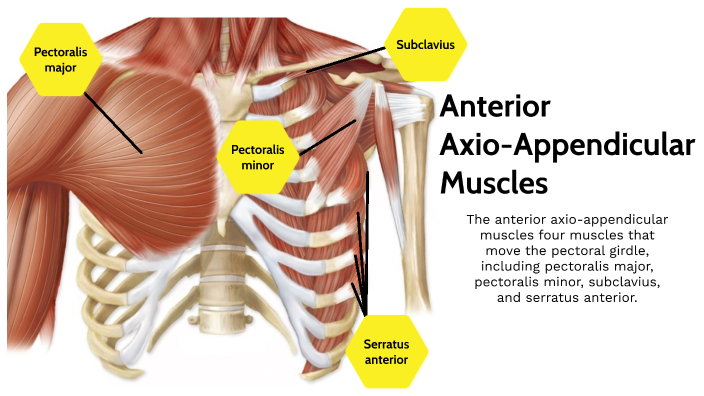 Anterior Axio-Appendicular Muscles by Emma Handler on Prezi
