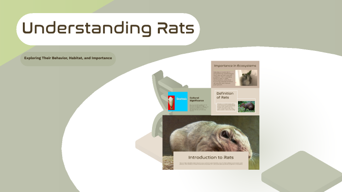 Understanding Rats by arthut roque on Prezi