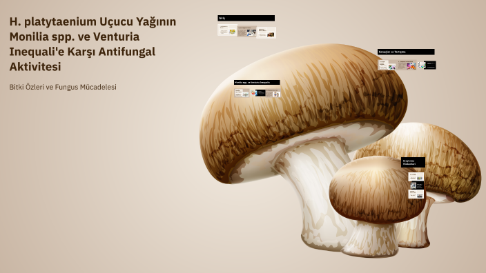 H. platytaenium Uçucu Yağının Monilia spp. ve Venturia Inequali'e Karşı ...