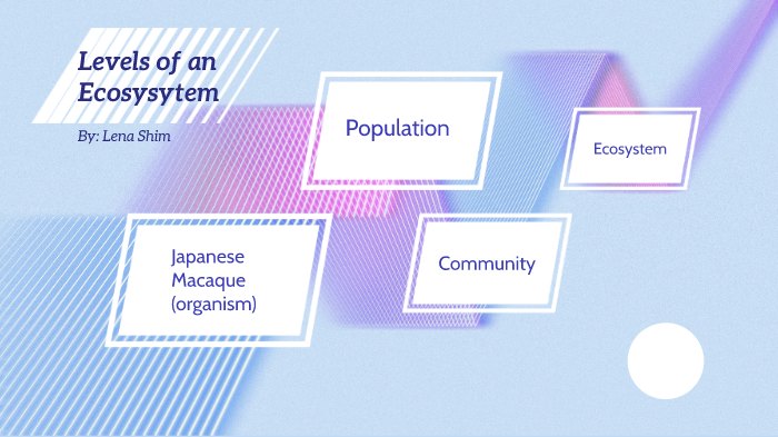 levels of ecosystem by Lena Shim on Prezi