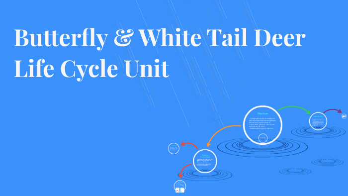 Butterfly & White Tail Deer Life Cycle Unit by Morgan Gallagher on Prezi