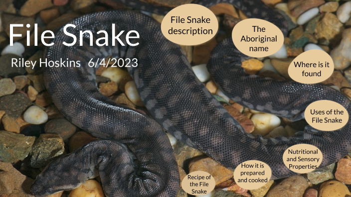 File Snake by Riley Hoskins on Prezi