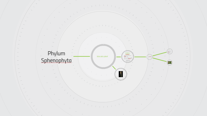 Phylum Sphenophyta by L D on Prezi