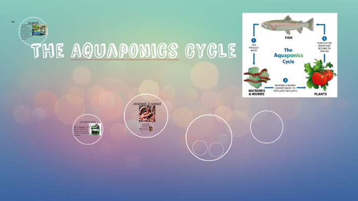 The Aquaponic's Cycle by monica robinson on Prezi