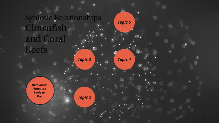 Symbiotic Relationships :Clown Fish and Coral Reefs by Sebastian ...