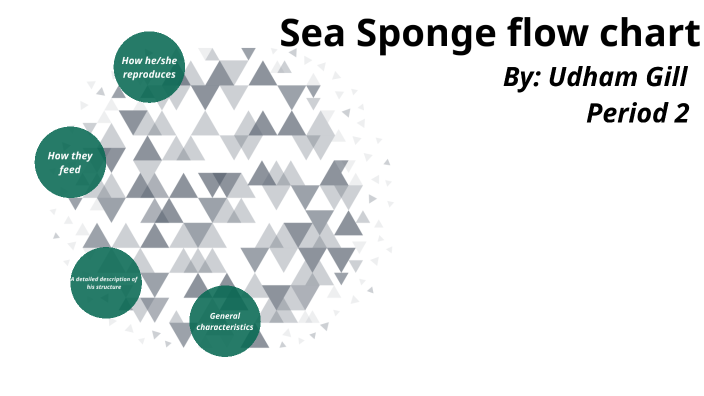 Prezi - Flow Chart - Porifera - Sponge by Udham Gill on Prezi