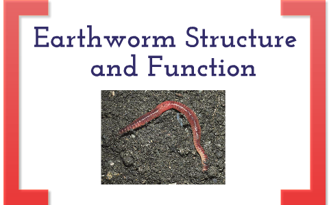 Earthworm Structure and Function by Cassie Gentry on Prezi