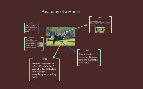 Anatomy of a Horse by Grace Cutshaw on Prezi