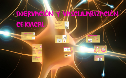 INERVACIÓN Y VASCULARIZACIÓN CERVICAL by paula b on Prezi