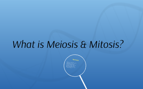 What is Meiosis & Mitosis? by George Zeng on Prezi