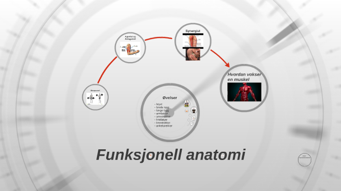 Funksjonell anatomi by Synnøve Nielsen on Prezi