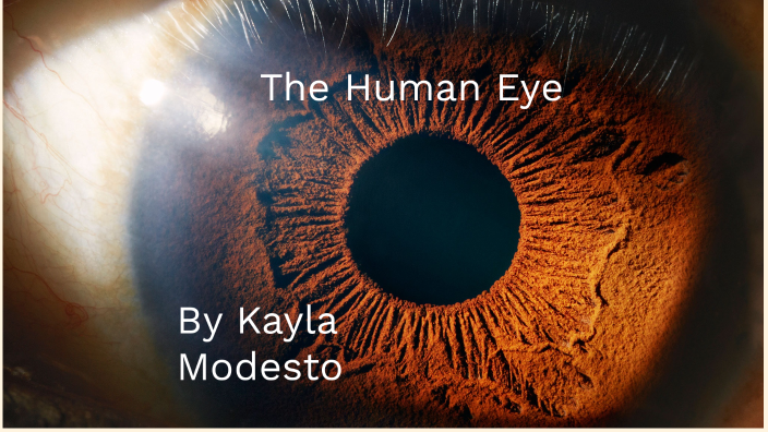 Human eye by Kayla Modesto on Prezi