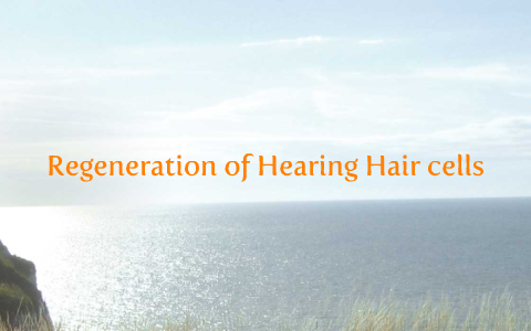 Regeneration of Hearing Hair Cells. by Doris Velasquez on Prezi