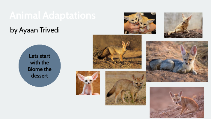Fennec fox animal adaptations by Ayaan Trivedi on Prezi