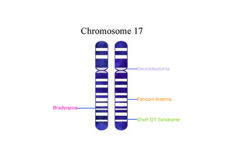 Genetic Disorders: Chromosome 17 by Sophia Filippone on Prezi
